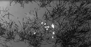 Research | Dr. Kevin Ringelman